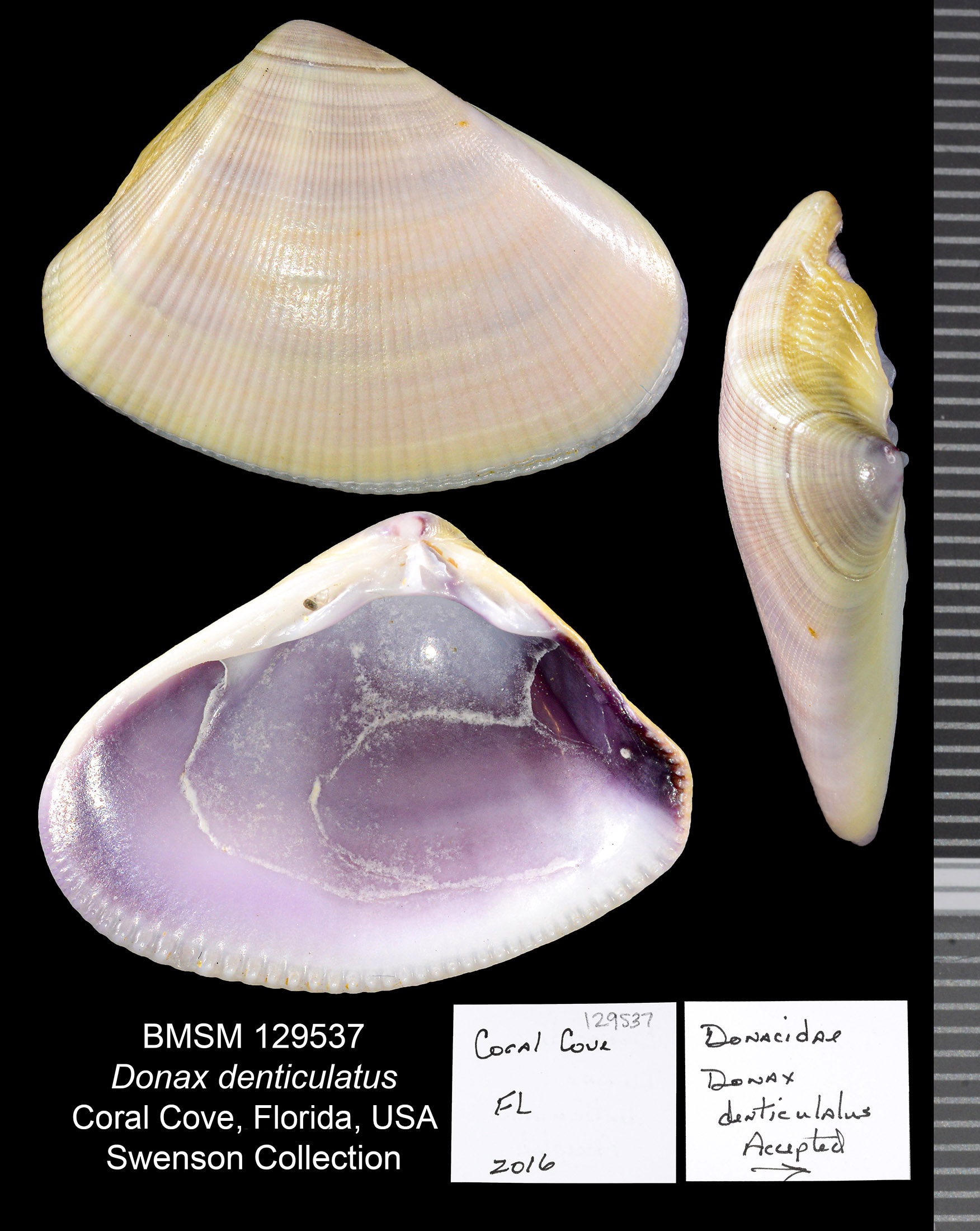Donax denticulatus Linnaeus, 1758