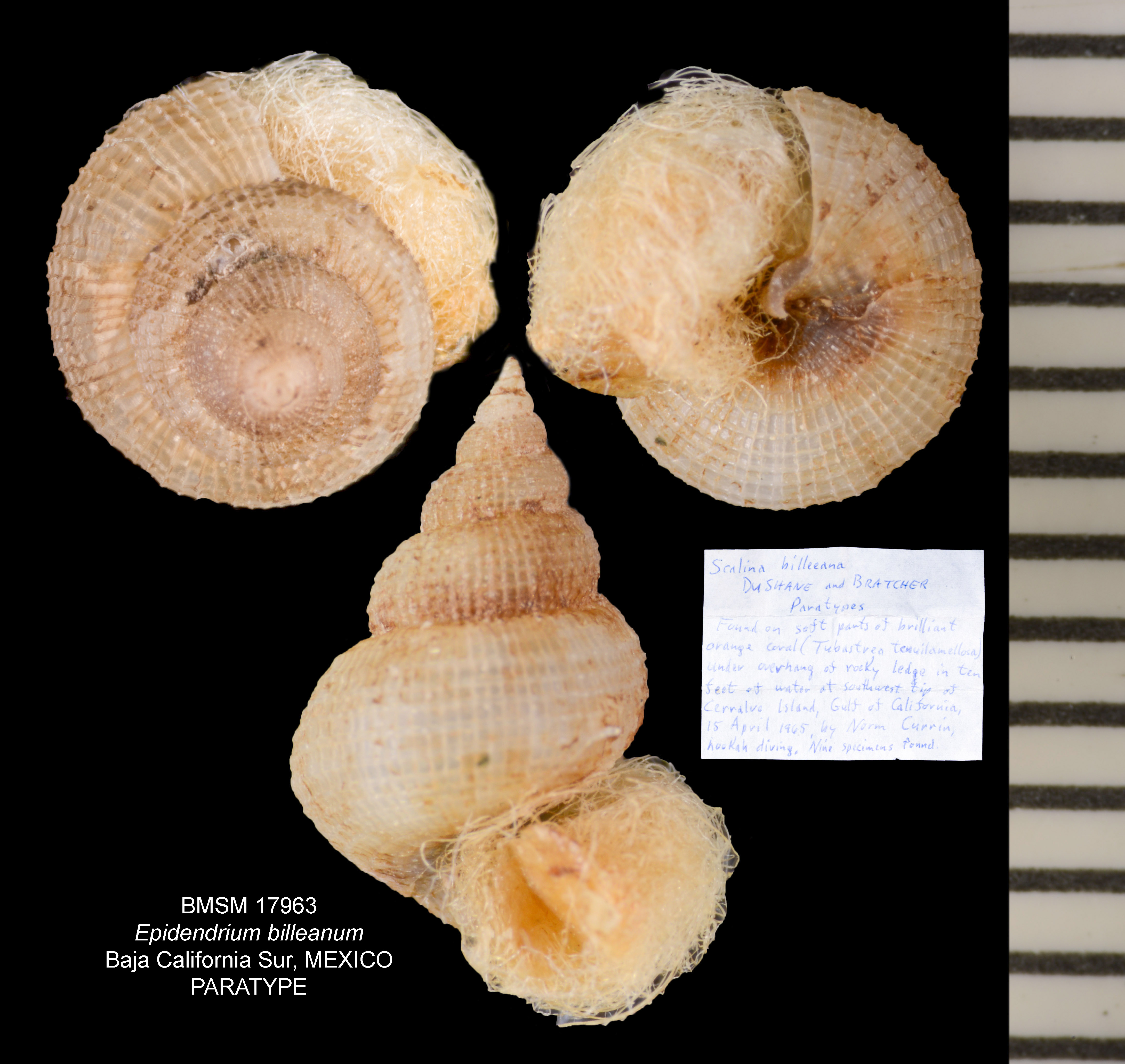 Epidendrium billeeanum (DuShane & Bratcher, 1965)