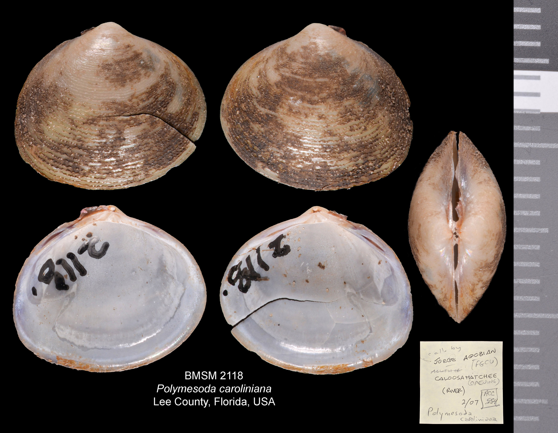 Polymesoda caroliniana (Bosc, 1801)