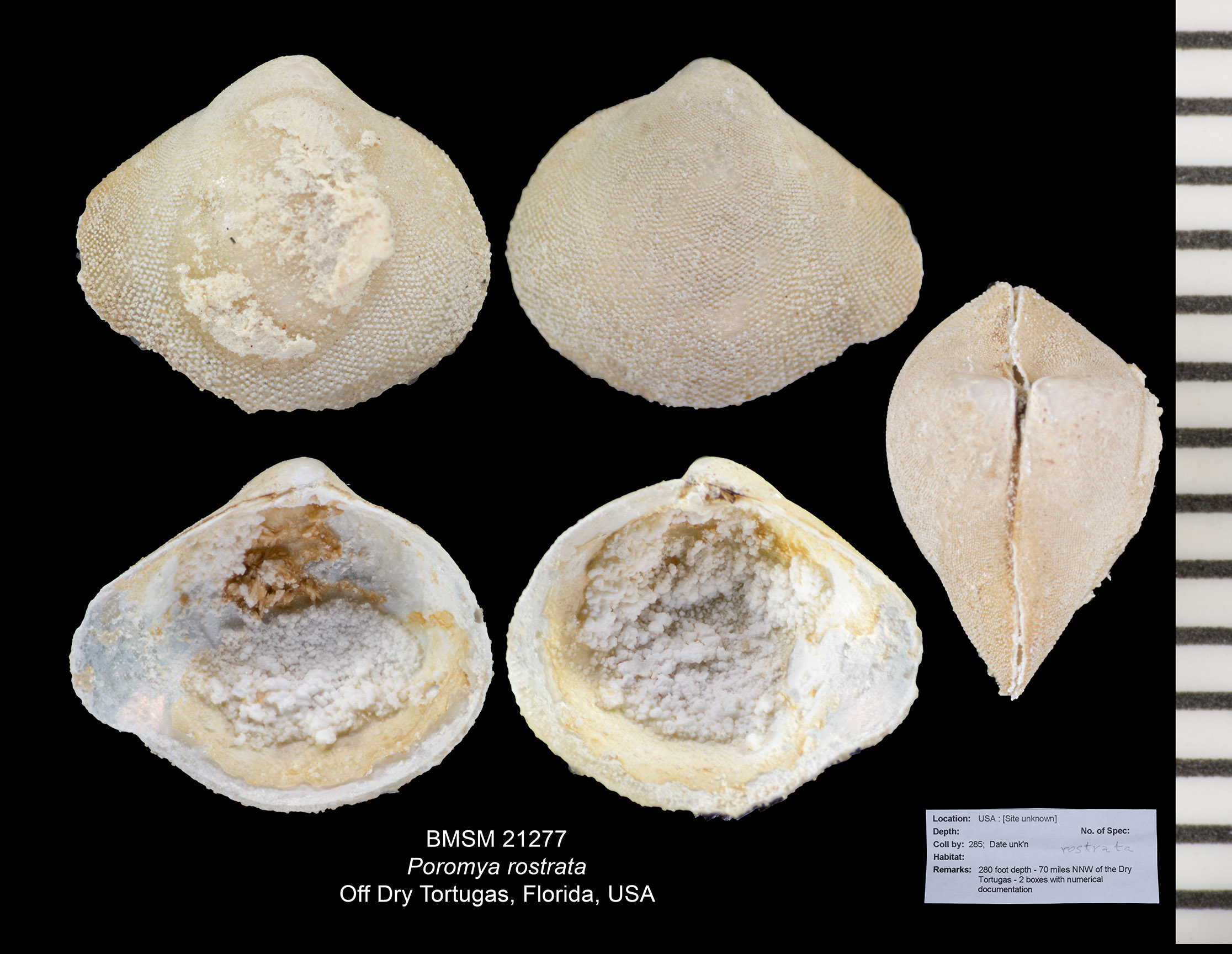 Poromya Forbes, 1844