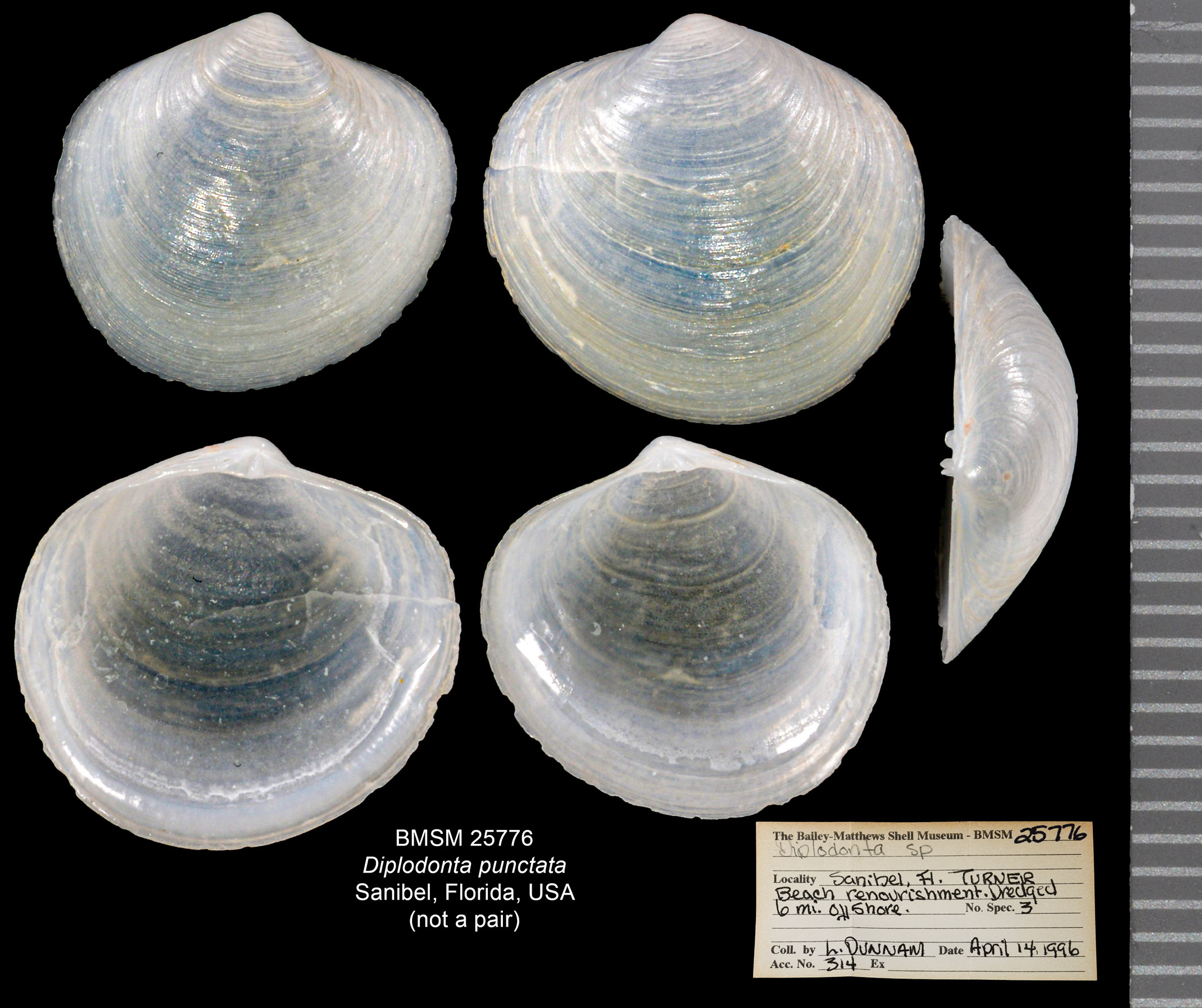 Diplodonta Bronn, 1831