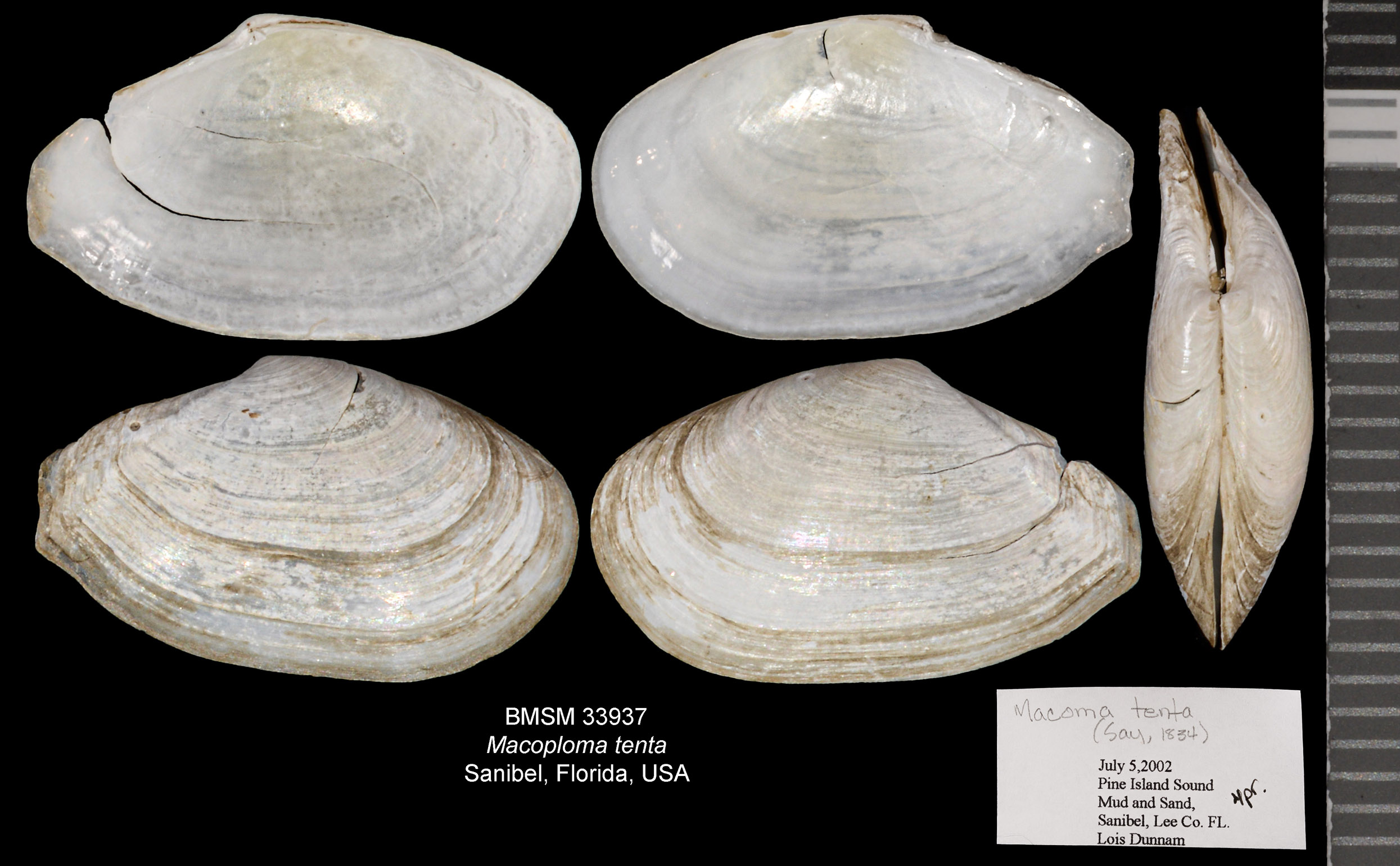 Macoploma tenta (Say, 1838)