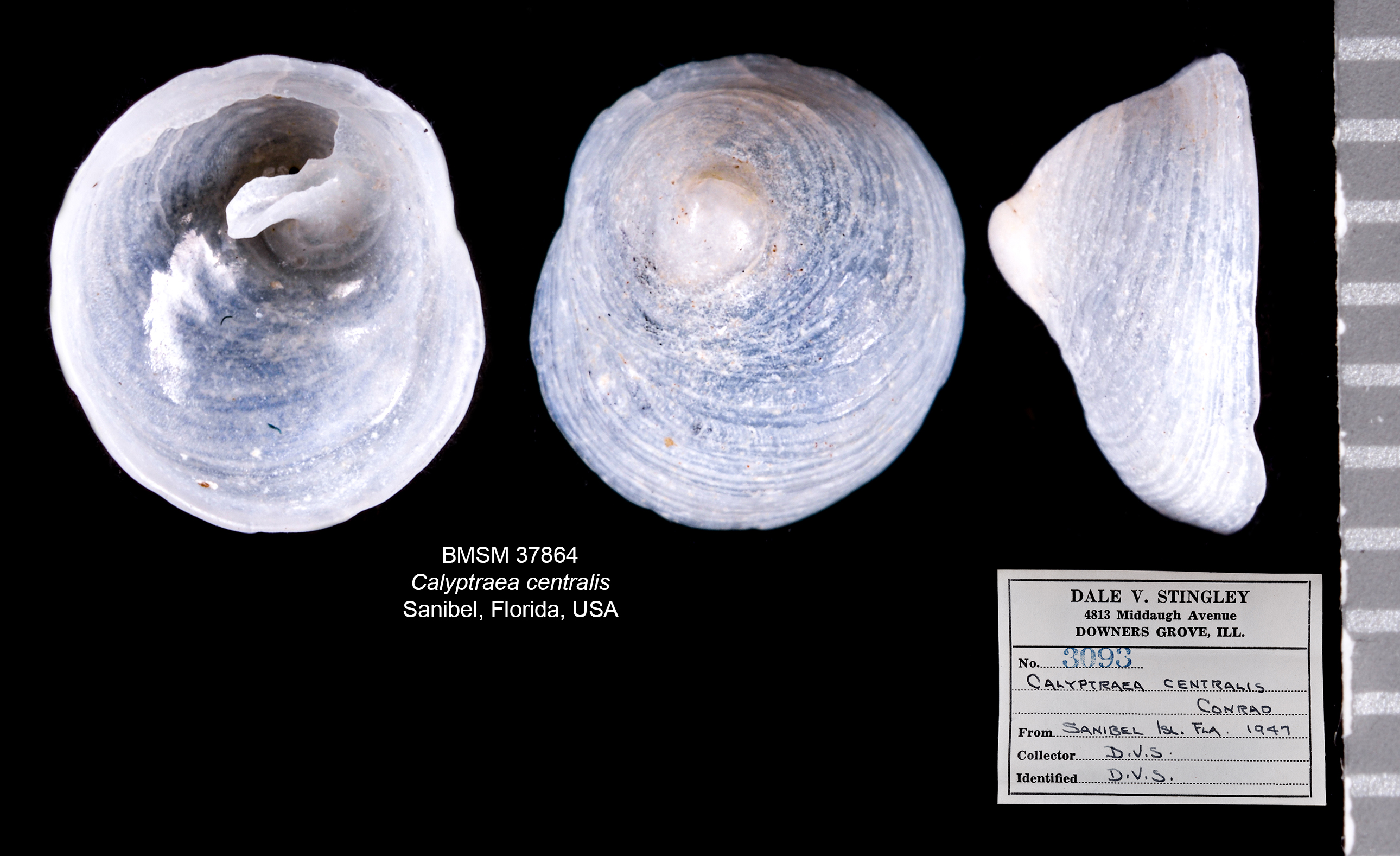 Calyptraea centralis (Conrad, 1841)