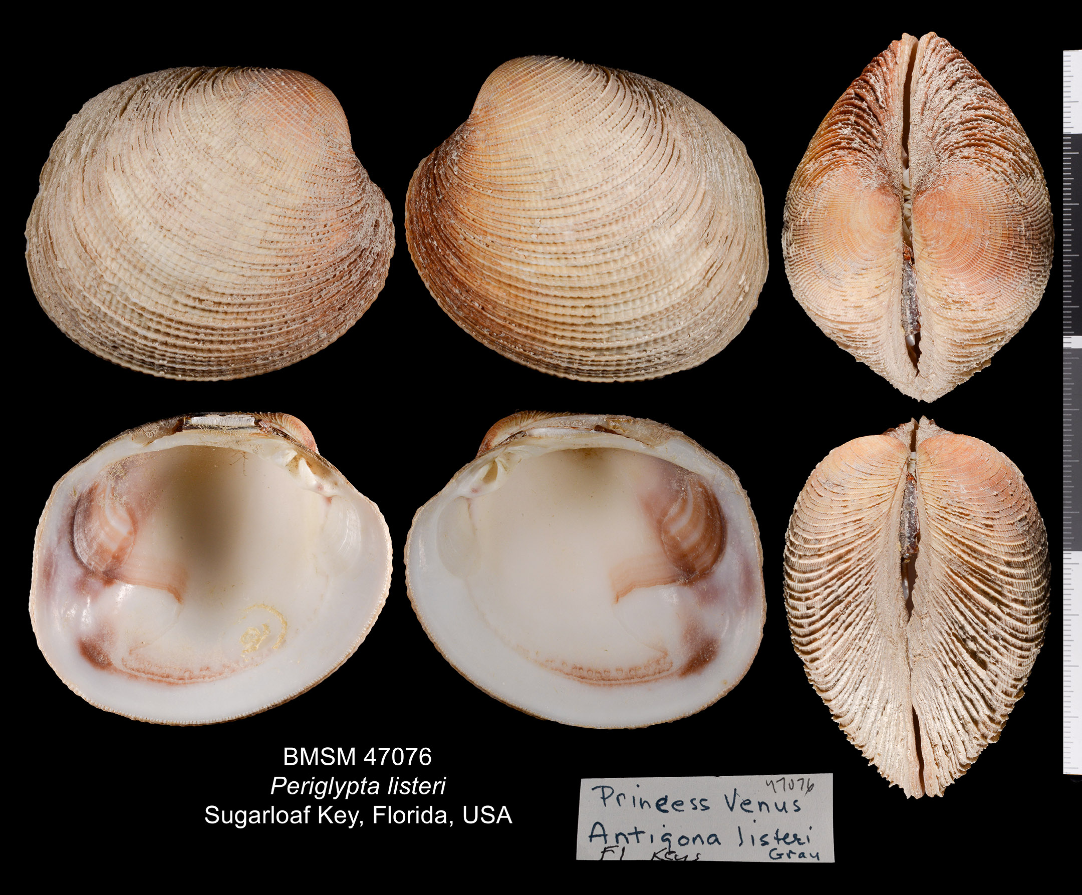 Periglypta listeri (J.E.Gray, 1838)