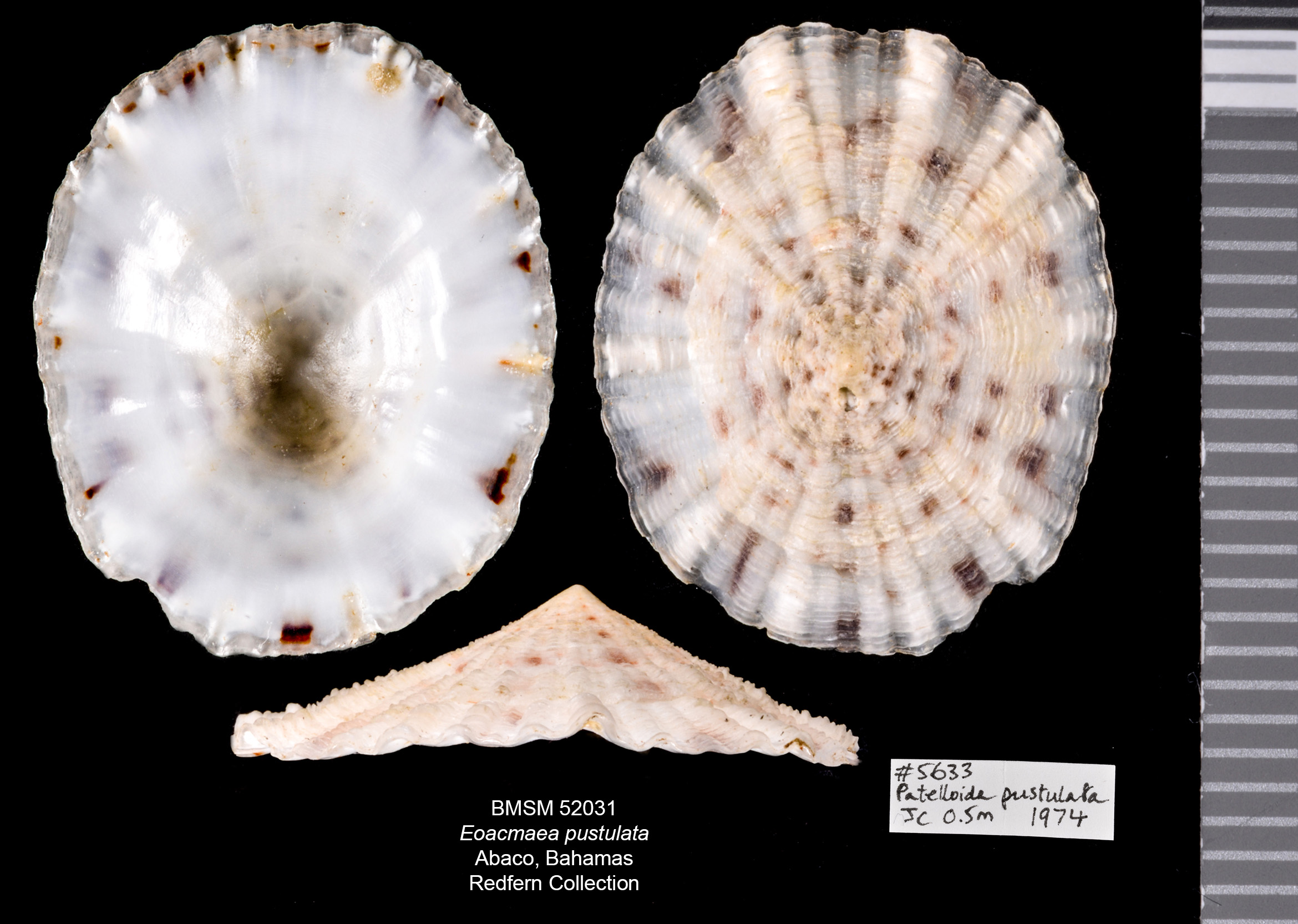 Eoacmaea pustulata (Helbling, 1779)