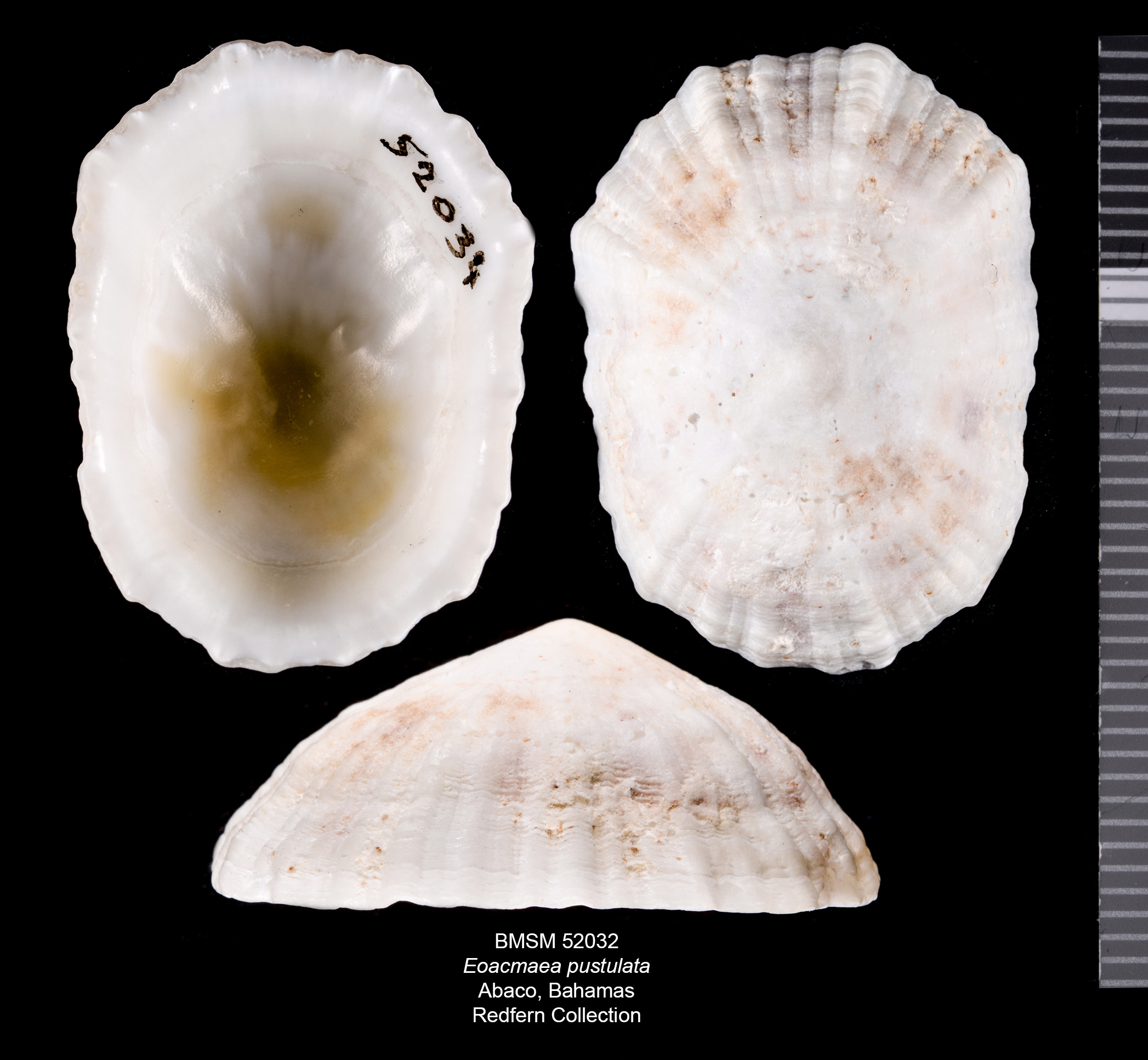 Eoacmaea pustulata (Helbling, 1779)