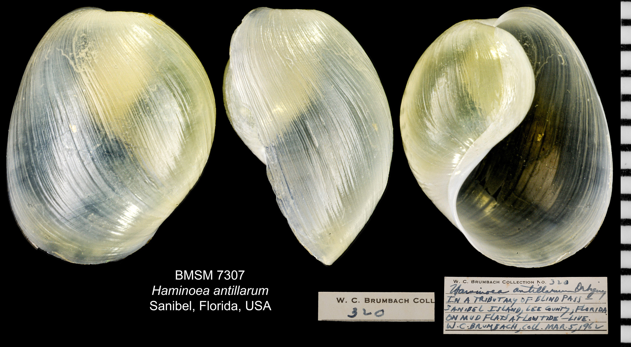Haminoea antillarum (d'Orbigny, 1841)