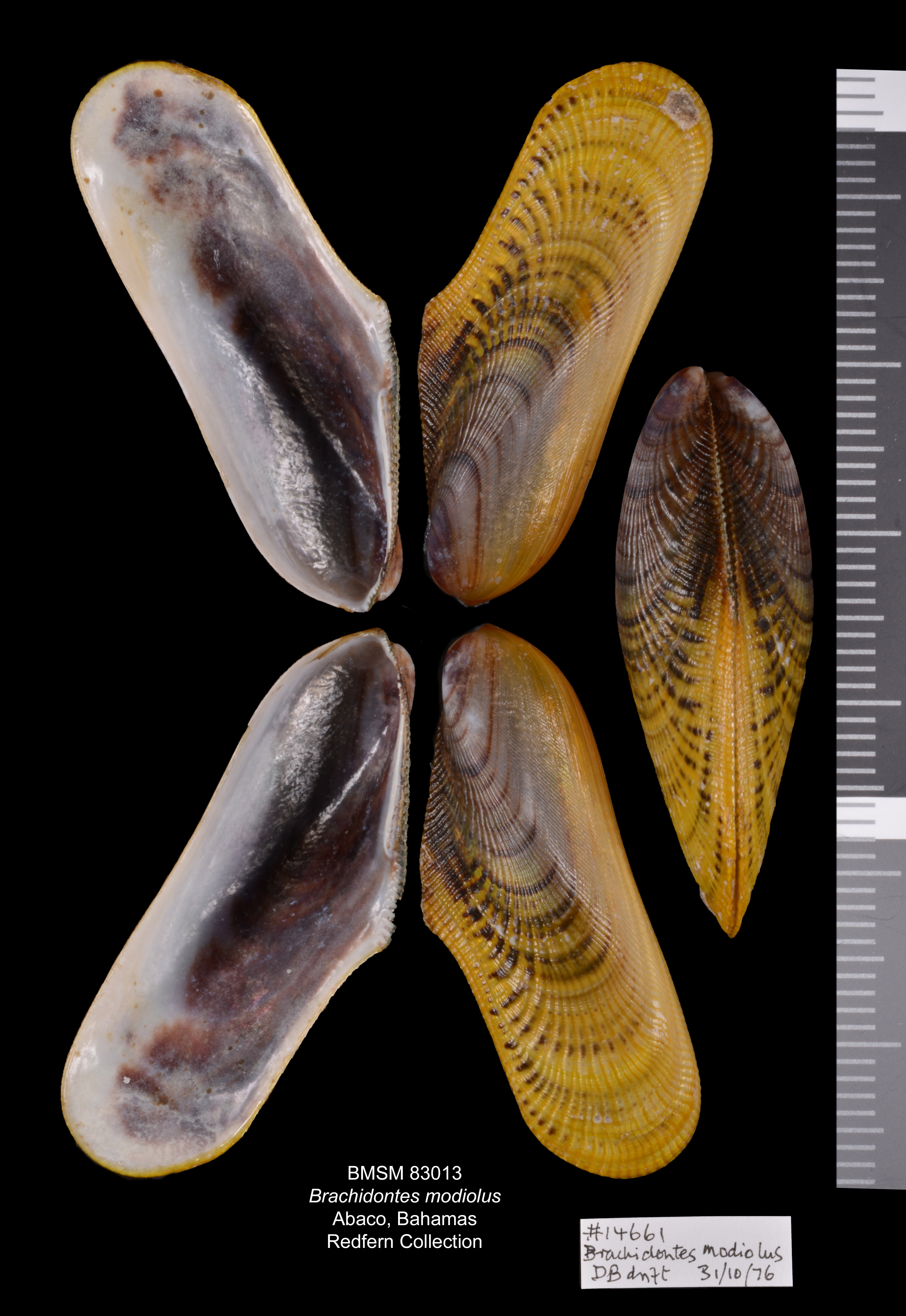 Brachidontes modiolus (Linnaeus, 1767)