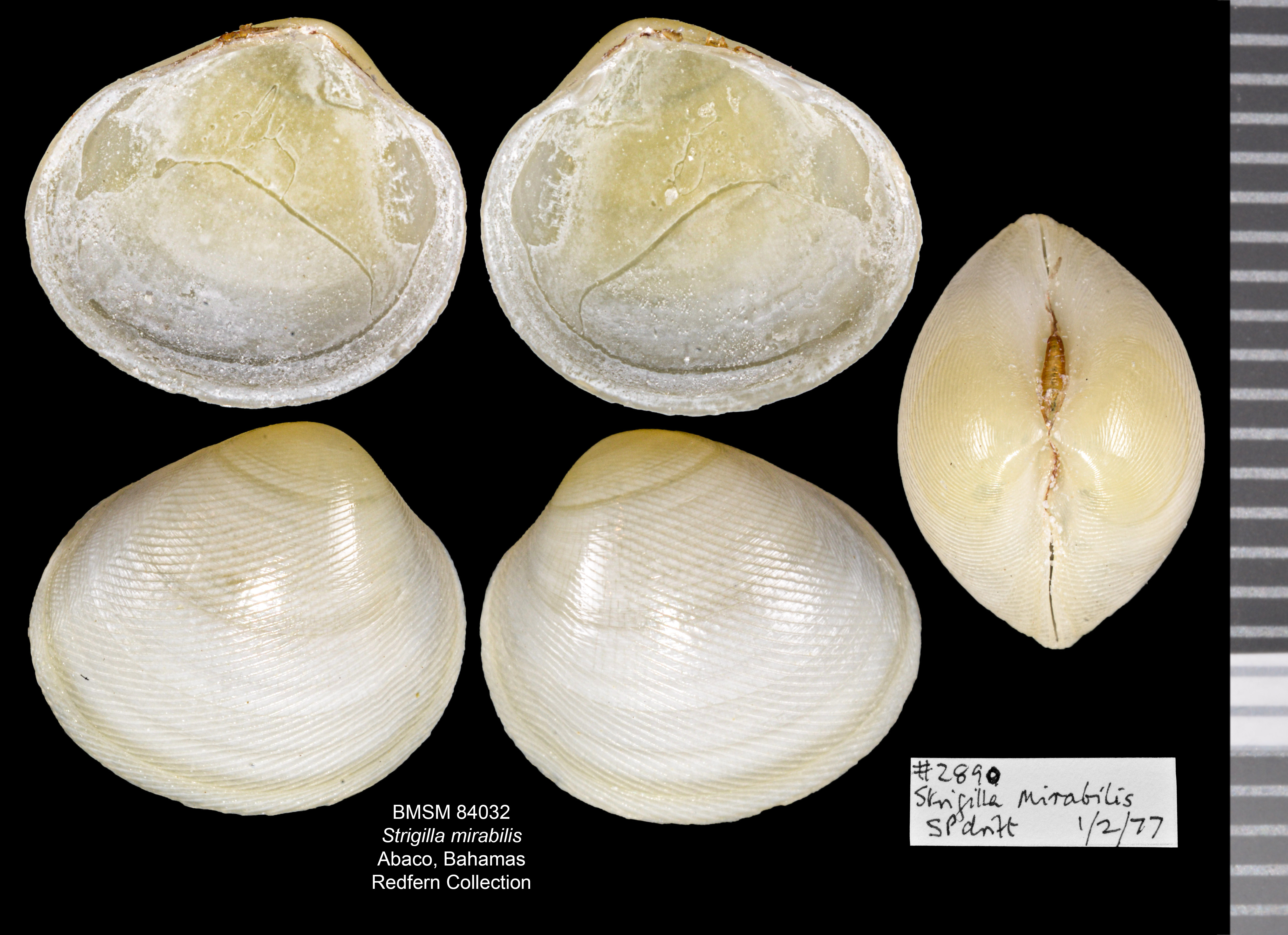 Strigilla mirabilis (Philippi, 1841)