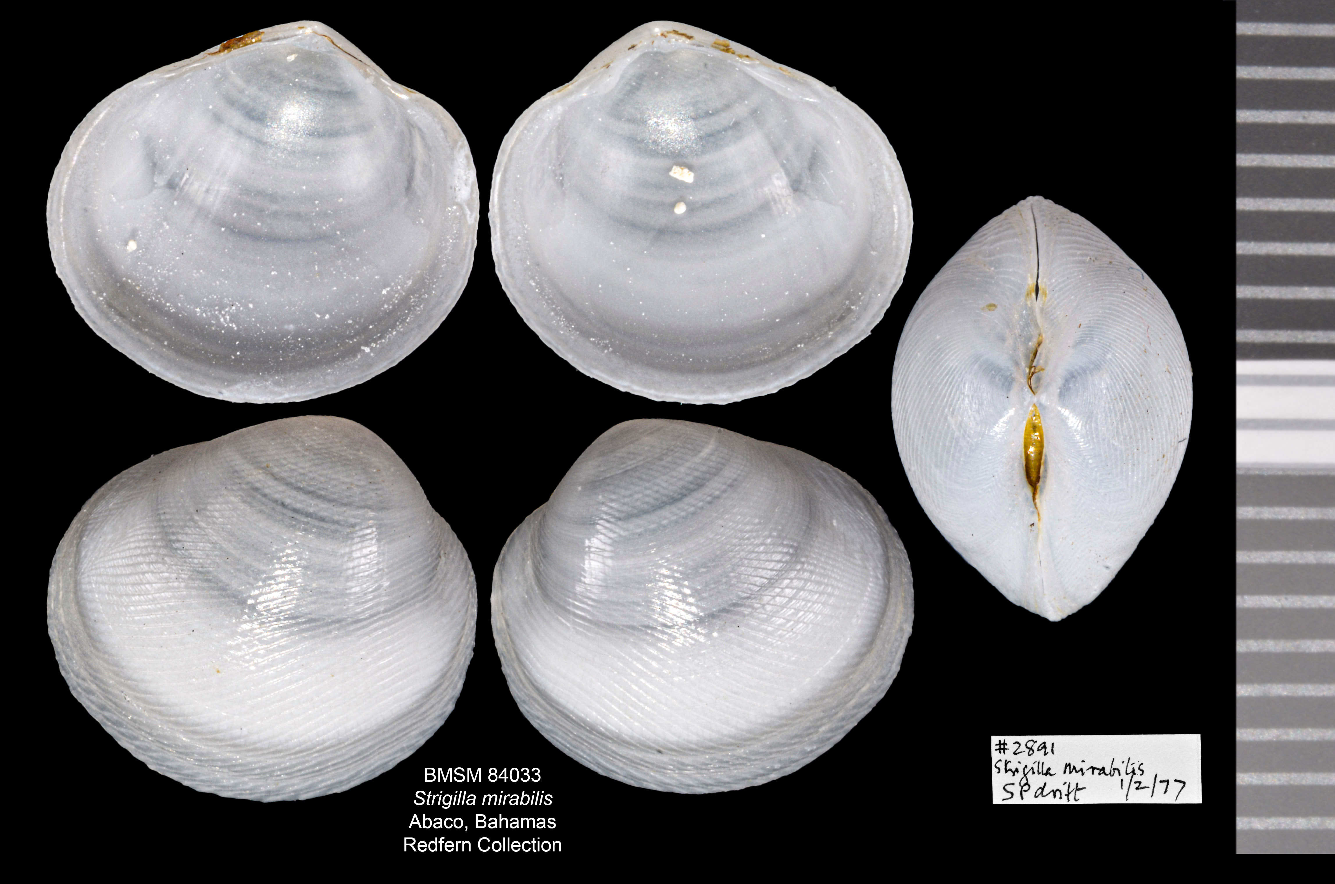 Strigilla mirabilis (Philippi, 1841)