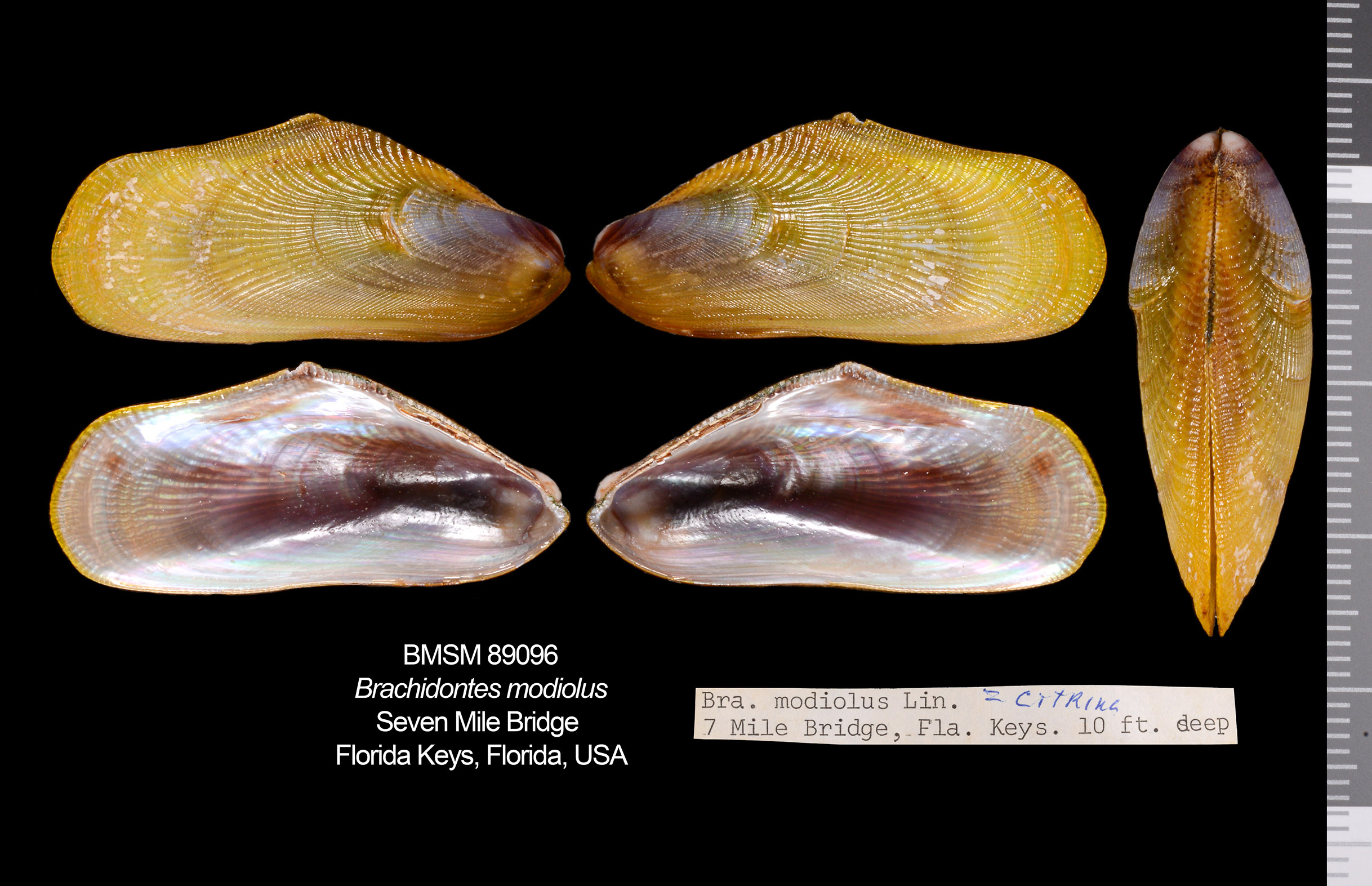 Brachidontes modiolus (Linnaeus, 1767)