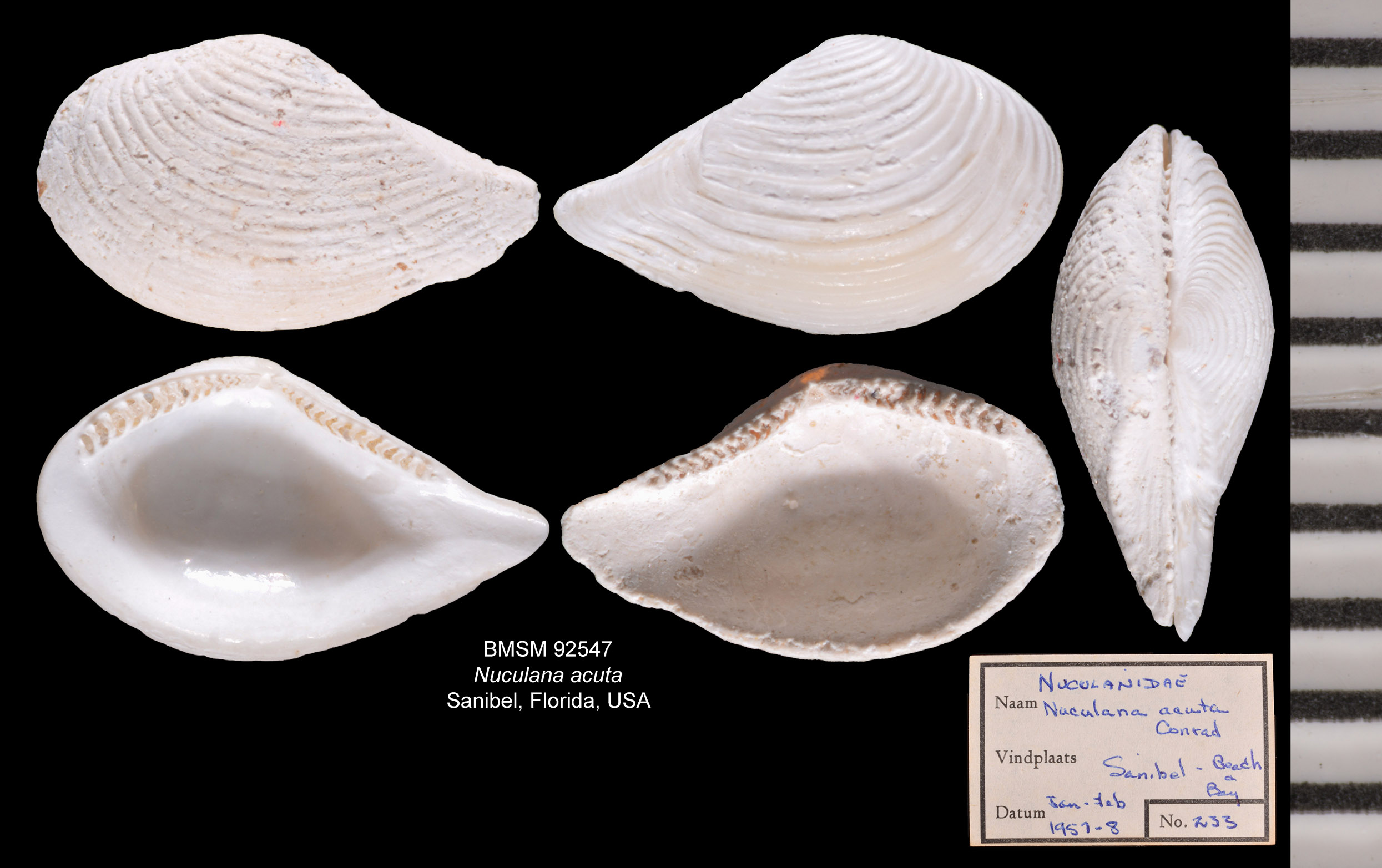 Nuculana acuta (Conrad, 1831)