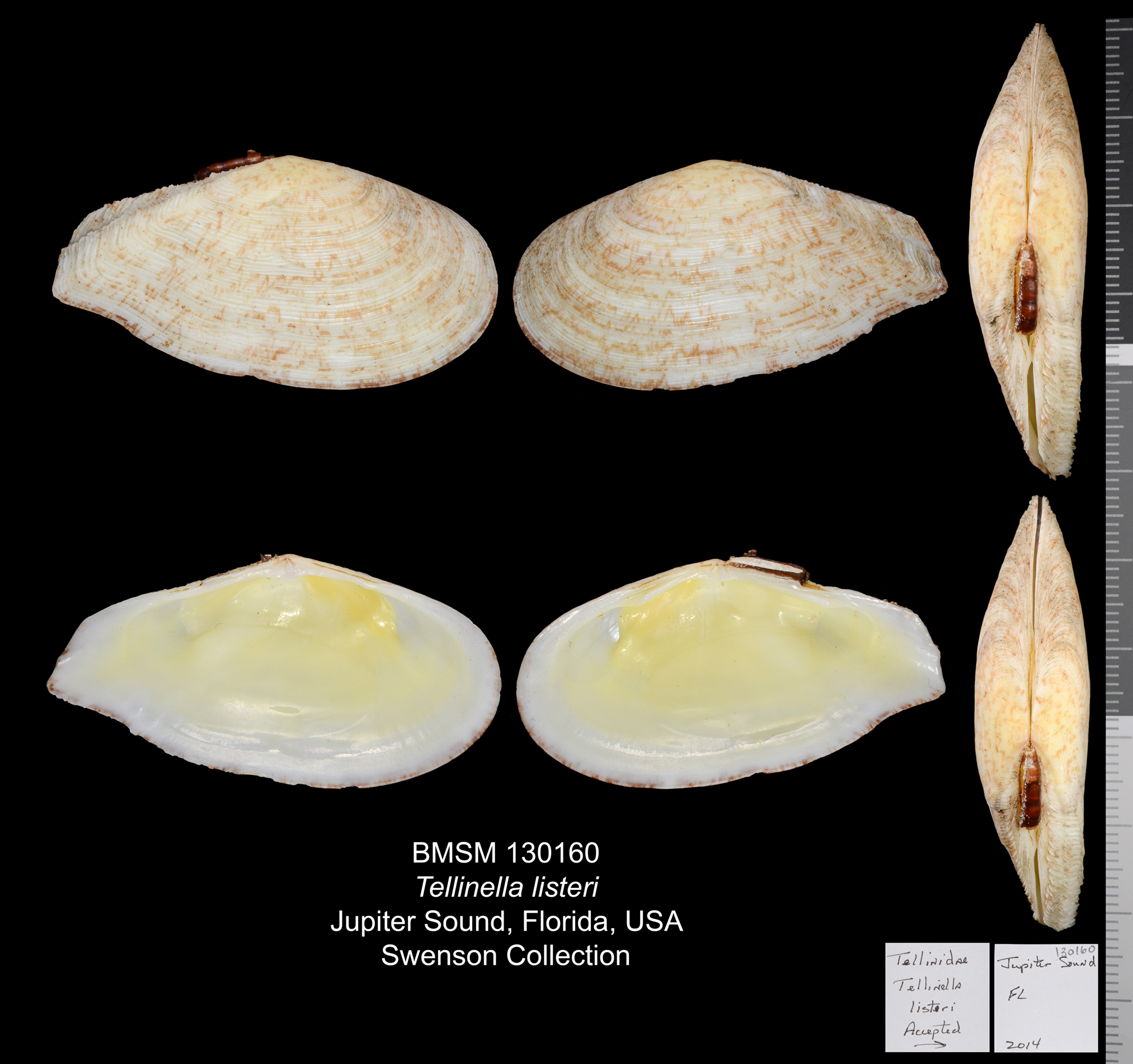 Tellinella listeri (Röding, 1798)