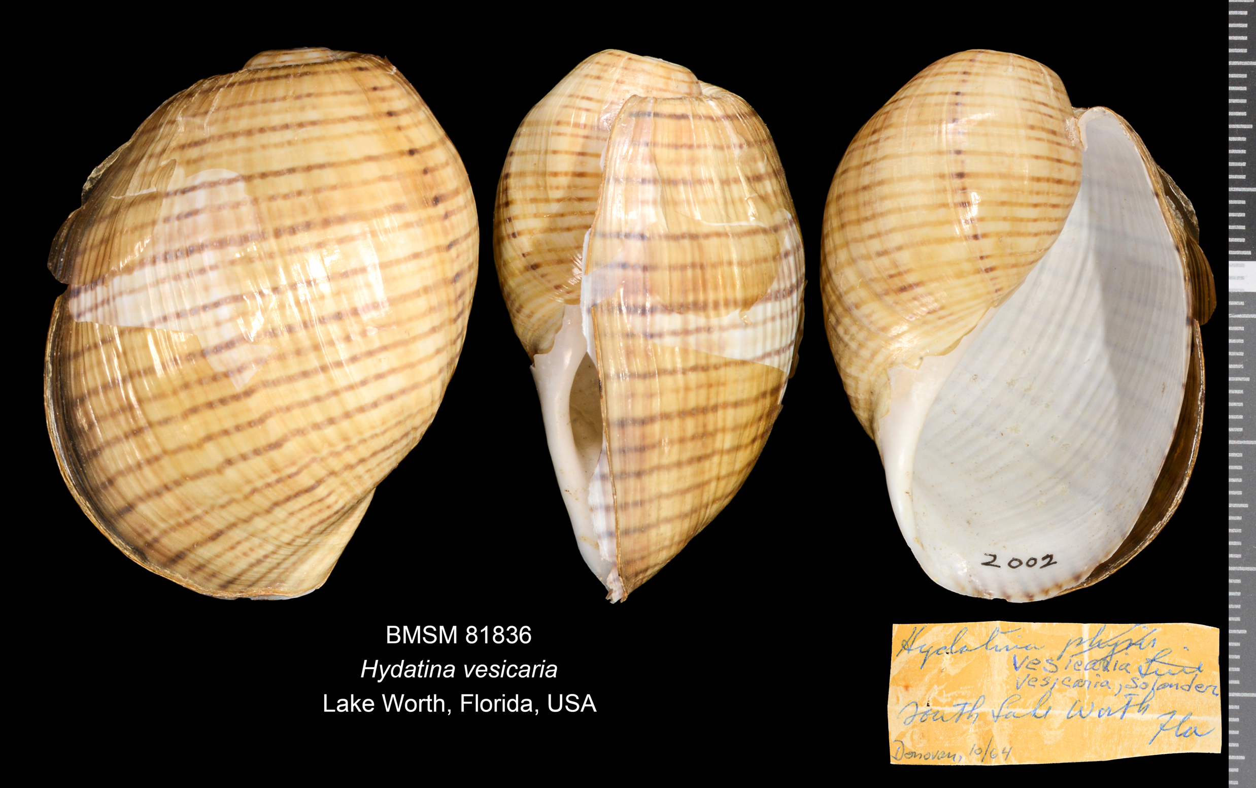 Hydatina vesicaria (Lightfoot), 1786