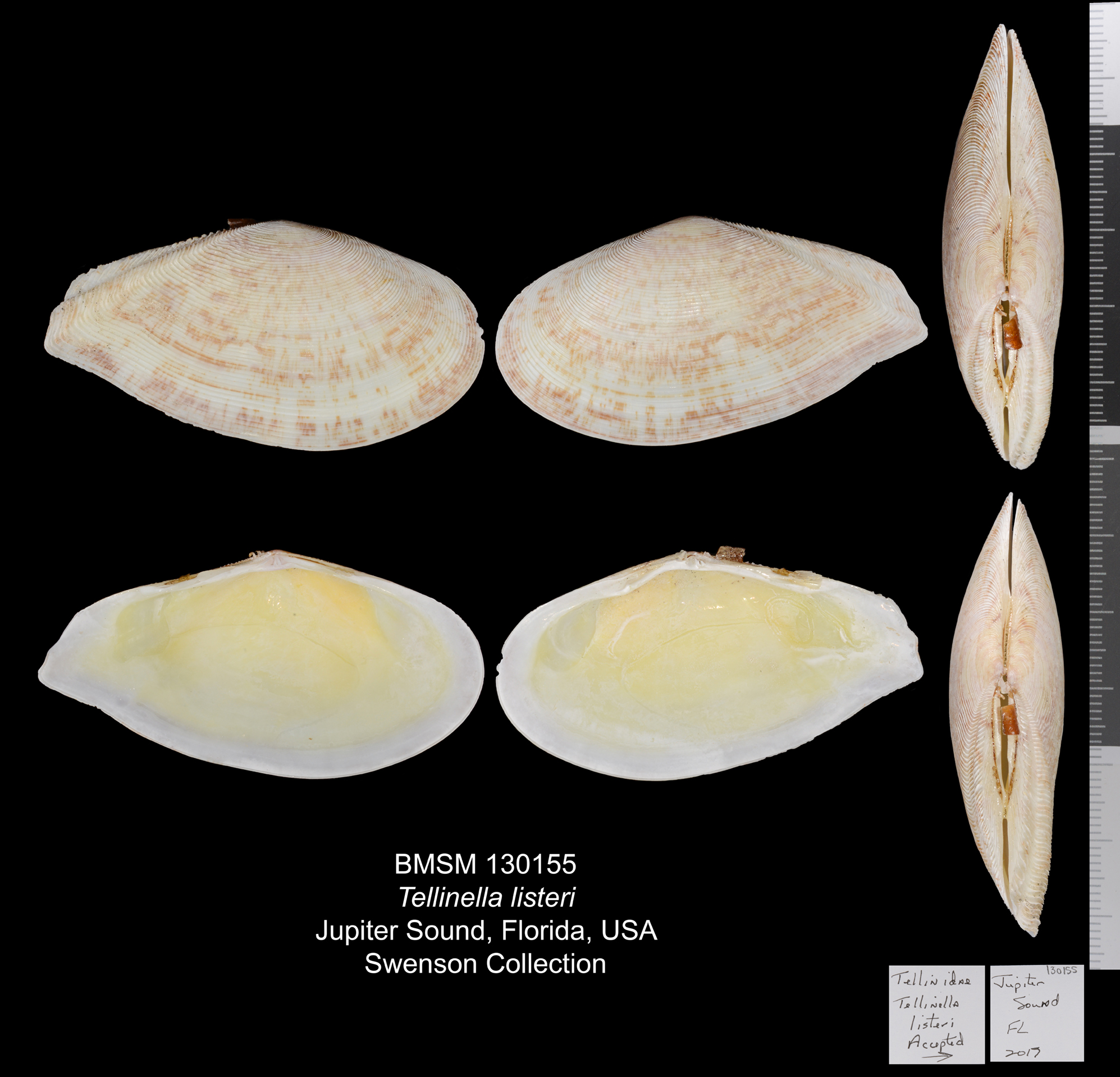 Tellinella listeri (Röding, 1798)