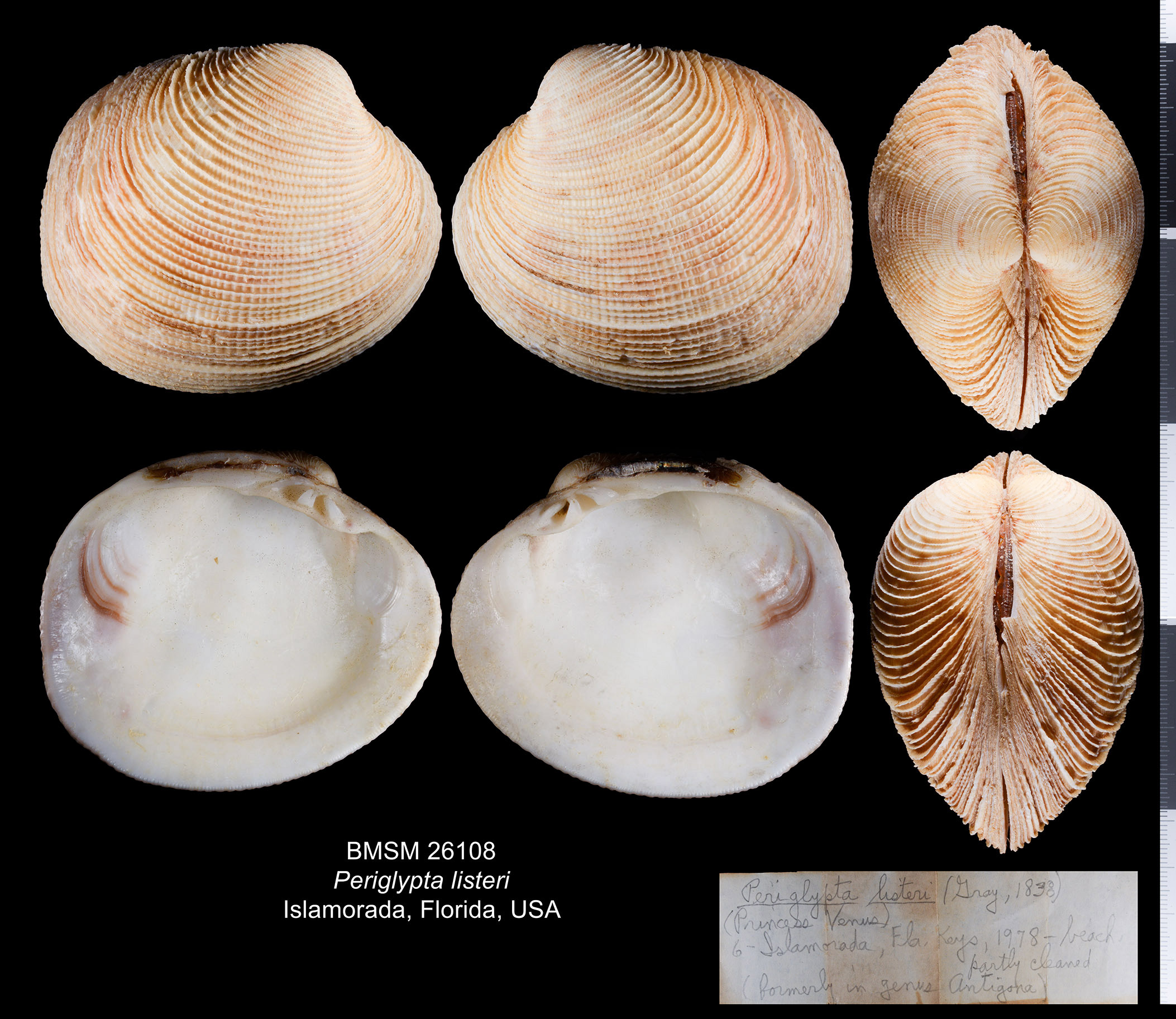 Periglypta listeri (J.E.Gray, 1838)