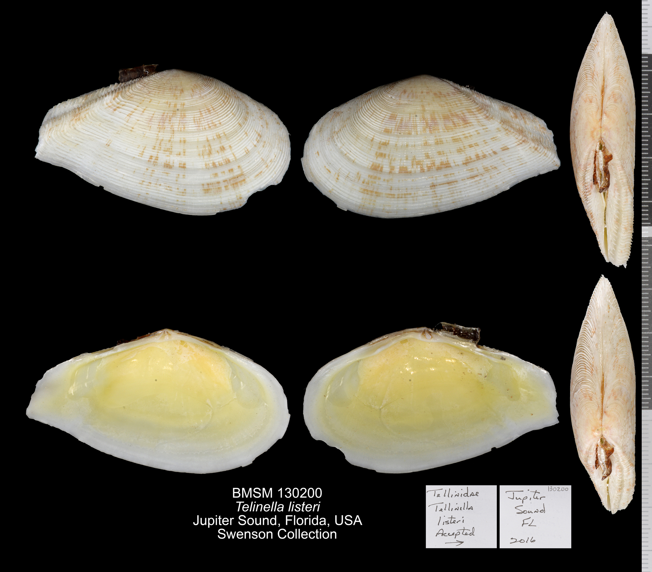 Tellinella listeri (Röding, 1798)