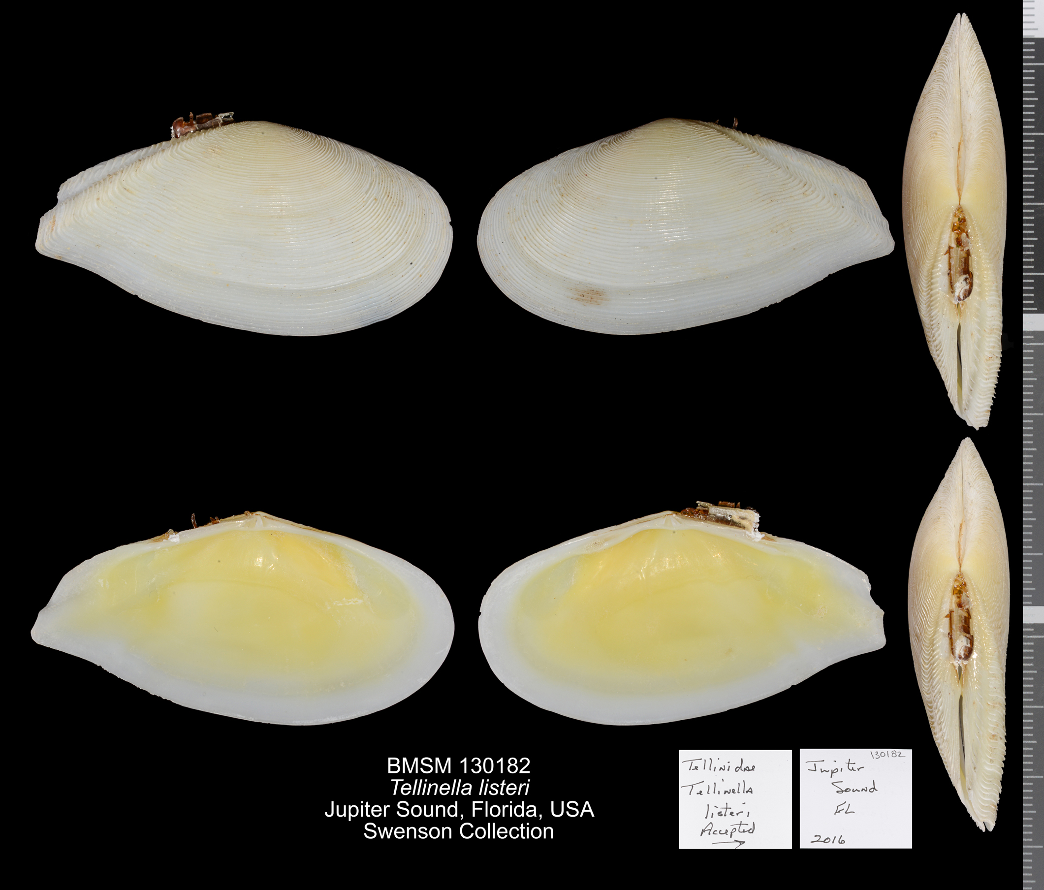 Tellinella listeri (Röding, 1798)