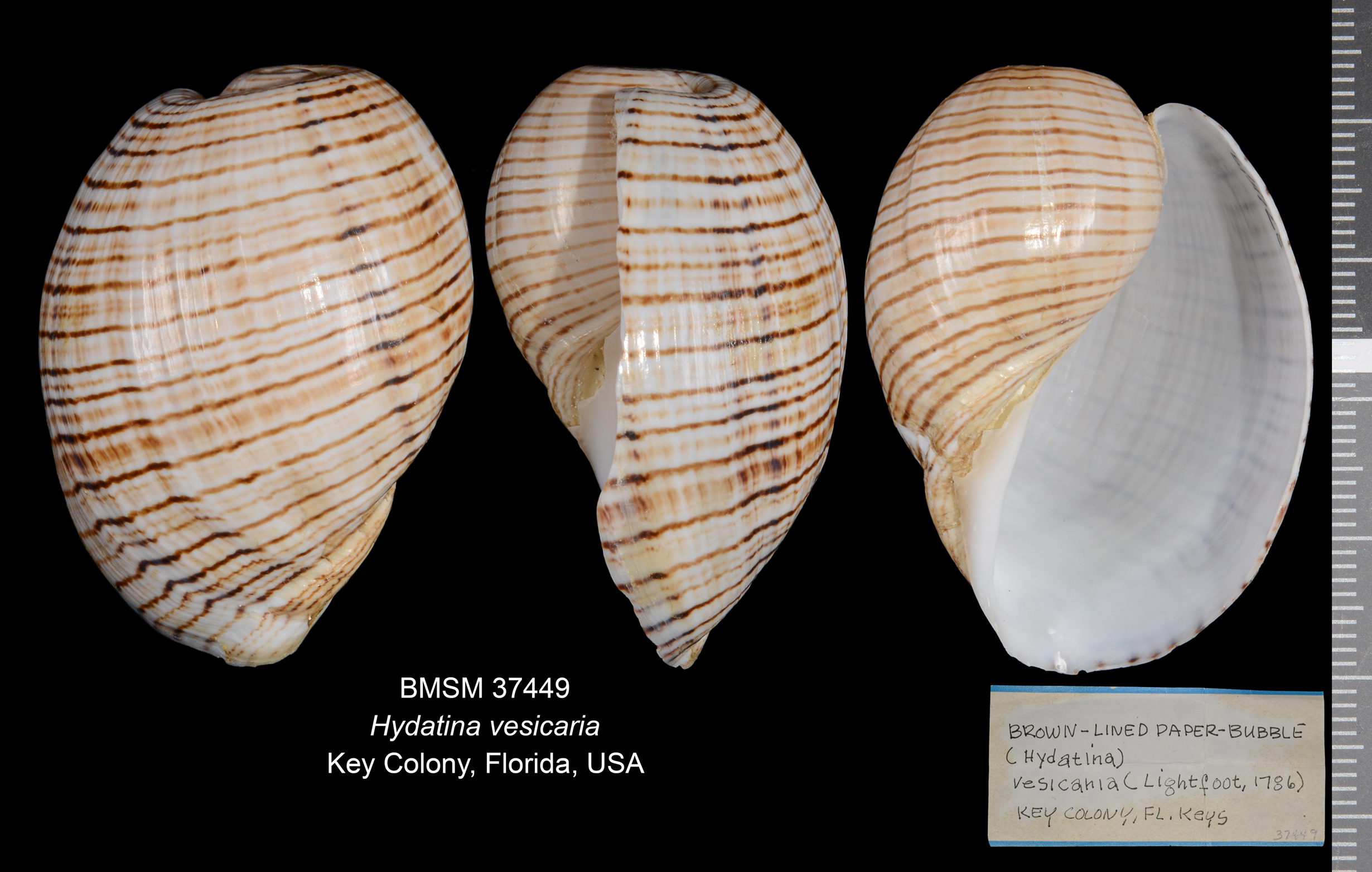 Hydatina vesicaria (Lightfoot), 1786